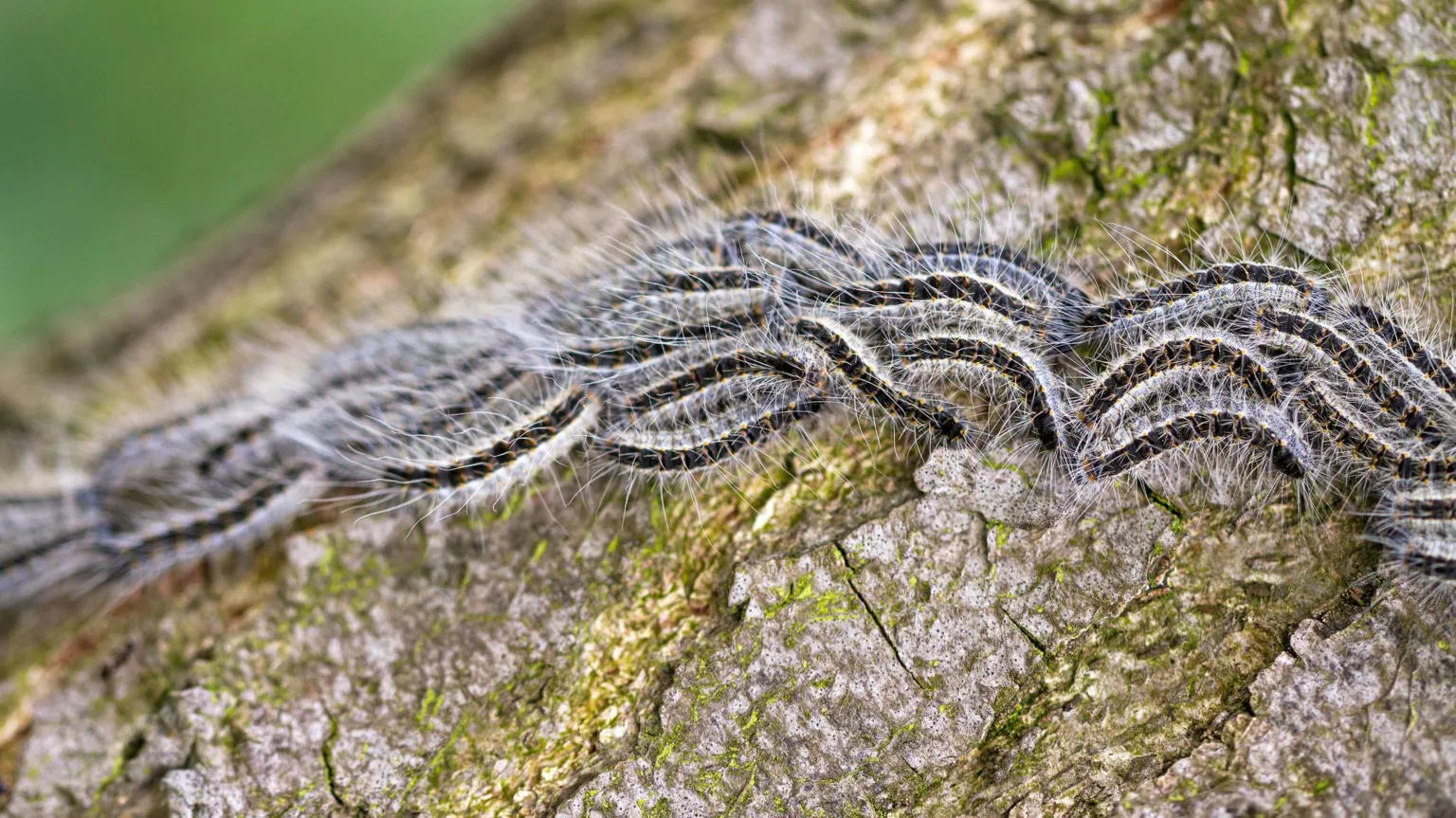 Surrey Issues Warnings on Toxic Oak Processionary Moth Caterpillars ...