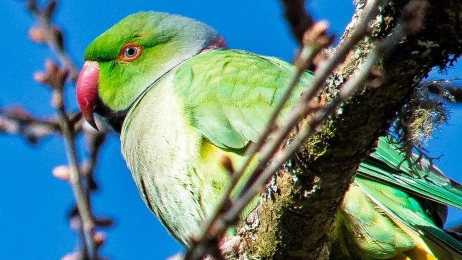 Parakeet Causes Extensive Damage to Cars in Inverness Suburb | The Uk ...