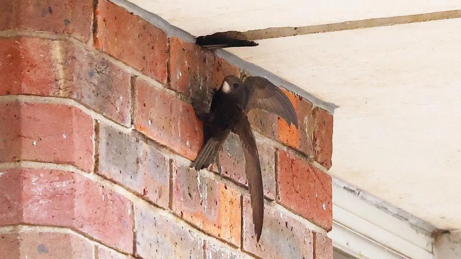 Campaigners Claim Swifts Displaced Following Dorking Building ...