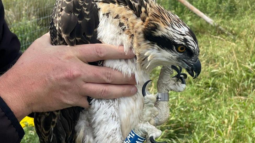 Ospreys Breed Successfully at English Nature Reserve for the First Time ...